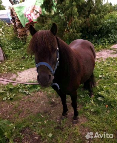 Продам пони