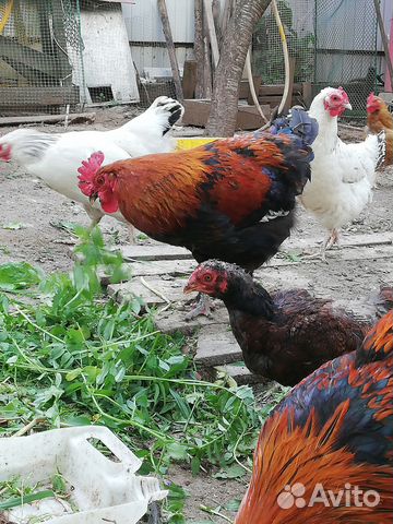 Петух Маран