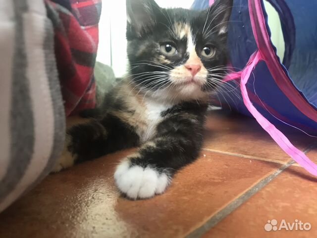 Котенок Маргоша в добрые руки