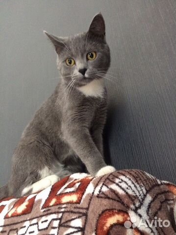 Ласковый серенький котик Дымок, 1 год