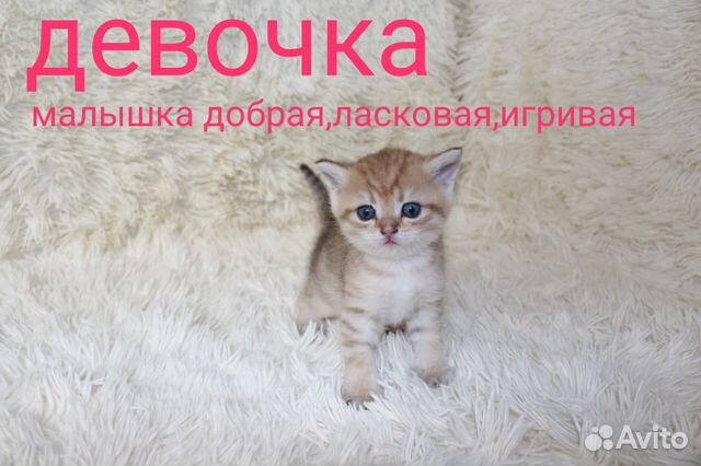 Отдам британских котят