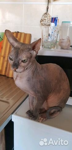 Кошка сфинкс донской