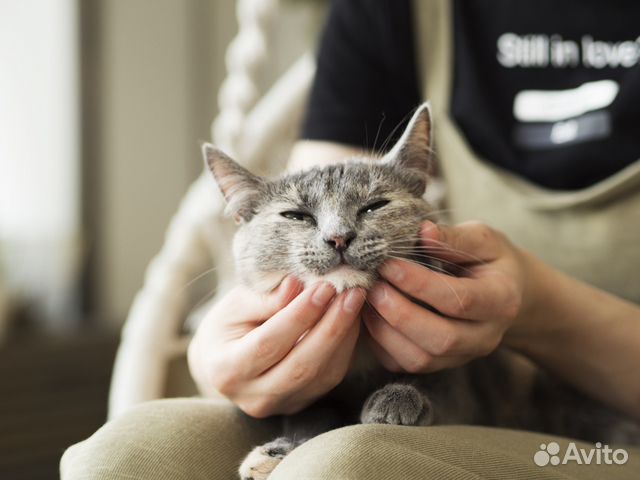 Кошка Редиска