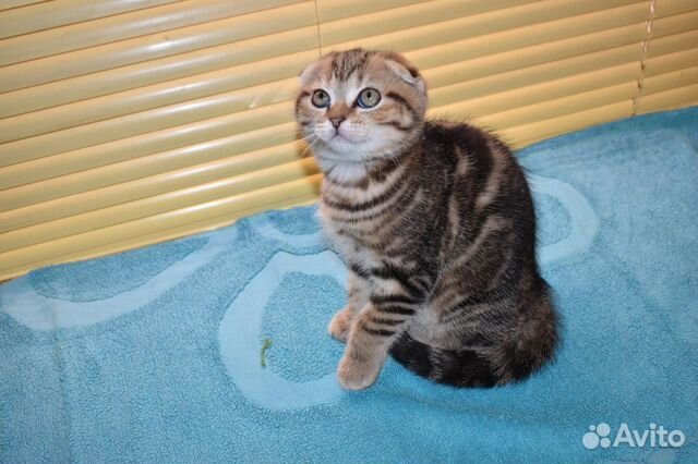 Золотые, мраморные шотландцы с документами