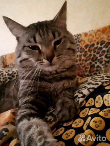 Отдам кота в добрые руки.Не кострирован, к лотку п