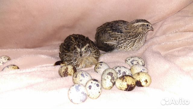 Перепел японский