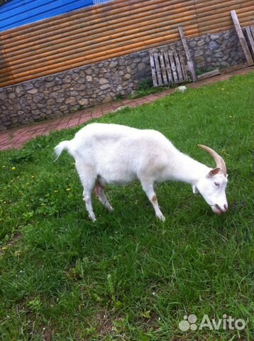 Козы и козлята