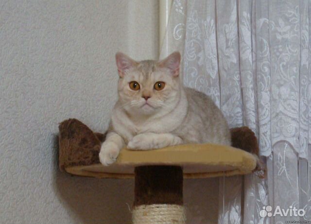 Кошка в дар