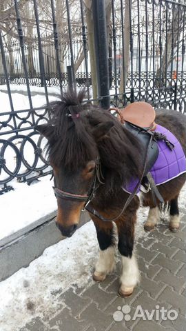 Продам пони