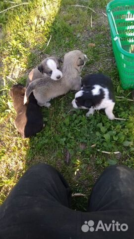 Щенки комнатной собачки