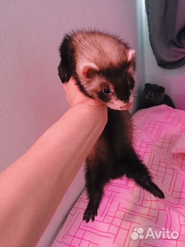 Хорёк малыш