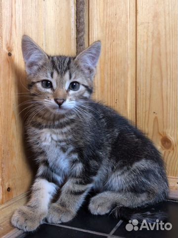 Отдам котёнка Шанель 1.5 мес девочка