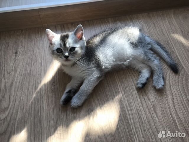 Котята шотландская шиншилла