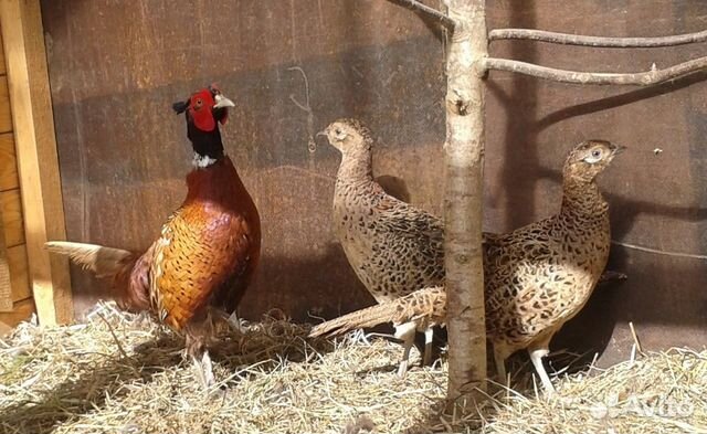 Фазан охотничий