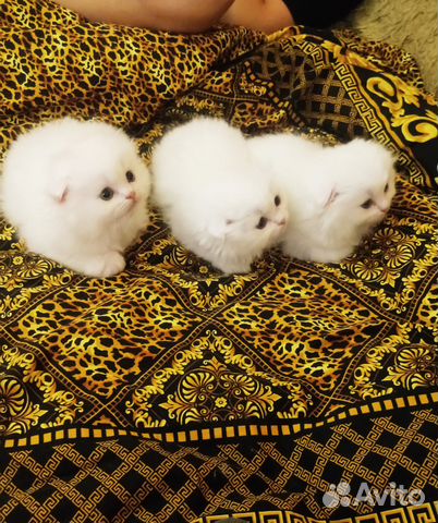 Шотландские котята