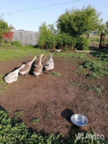 Продам семью гусей