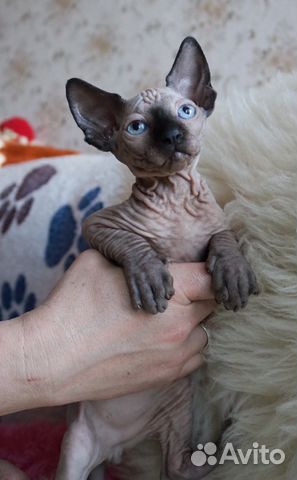 Чудесный мальчик канадский сфинкс