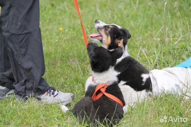 Рика и Марти ищут дом