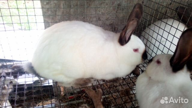 Калифорнийские крольчихи 3шт 5мес