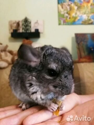 Шиншилла девочка