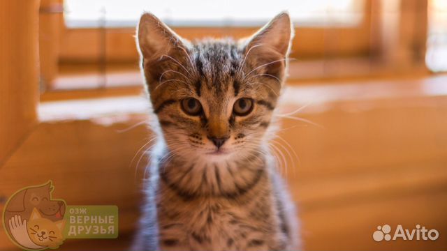 Котенок Изюм ищет дом