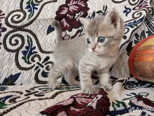 Милые котята ищут хозяев