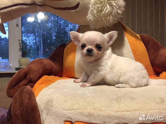 Щенки чихуахуа