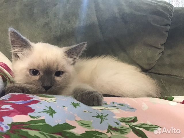 Котёнок ищет семью