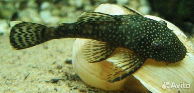 Сом анциструс