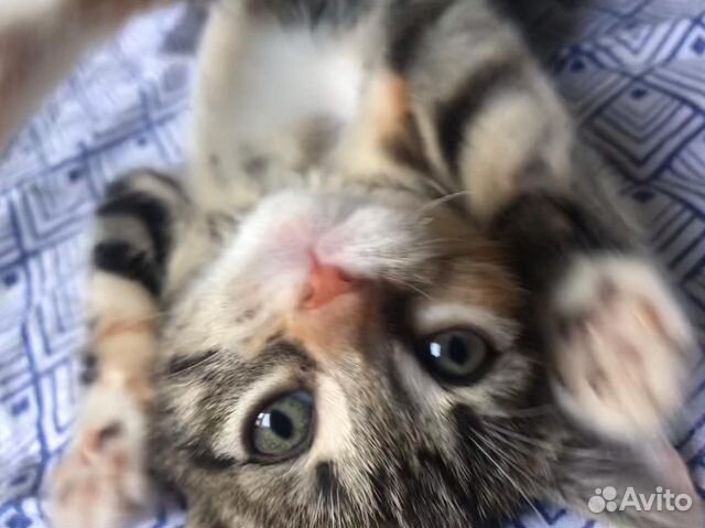 Котята в добрые руки Аврора