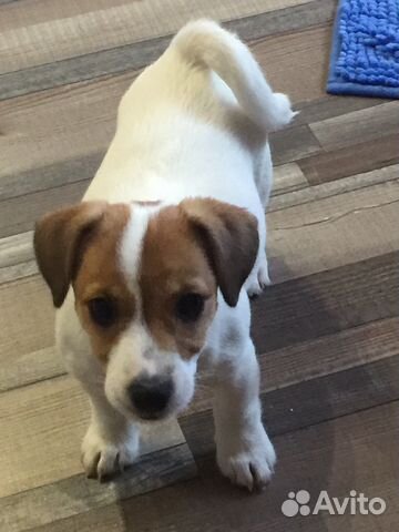 Щенок Джэк Рассел терьер