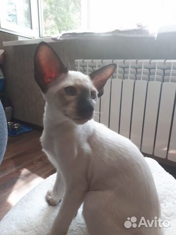 Ориентальный котёнок