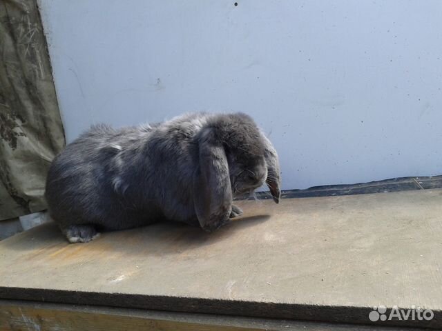 Французский баран