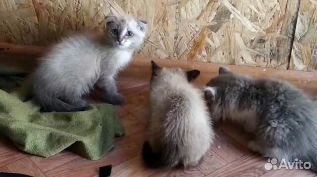 Отдам котят в добрые руки