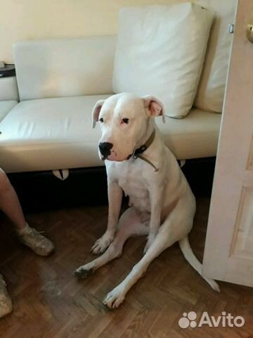 Аргентинский Дог