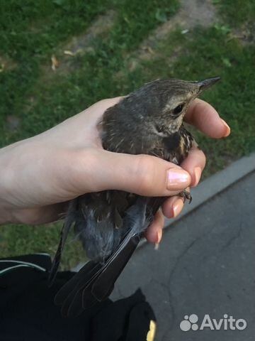 Дрозд певчий