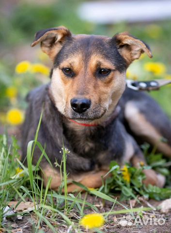 Отдам в очень добрые ручки