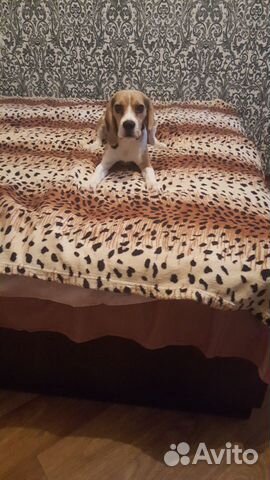 Бигль 2 года