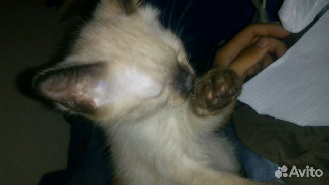 Тайский котенок