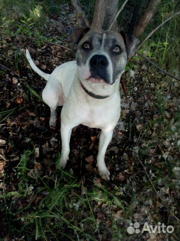 Стафорширдский терьер девочка