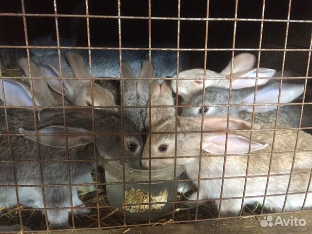 Самки,крольчата