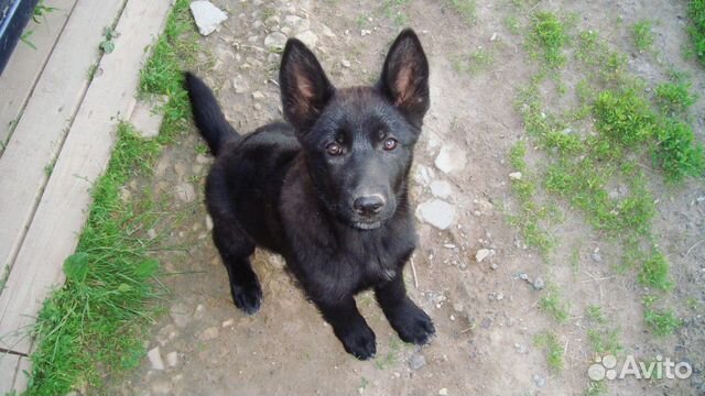 Щенки за символический рубль