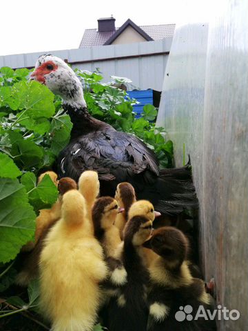 Индоутята с индоуткой