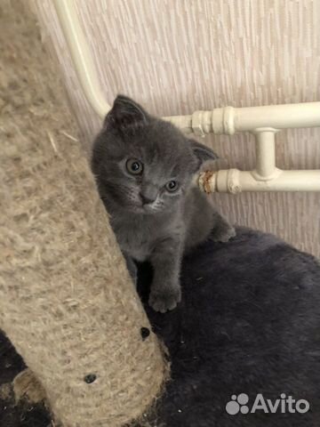 Продам кошечку чистокровная британка(вислоухая)