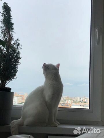 Белая Кошка Киша
