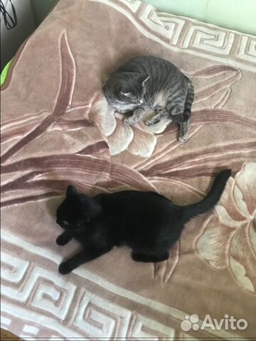 Кошки на удачу