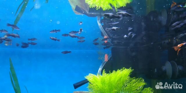 Мальки Моллинезии, растения прополка