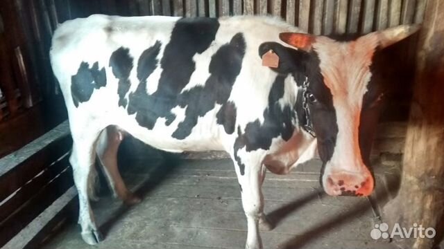 Корова и теленок