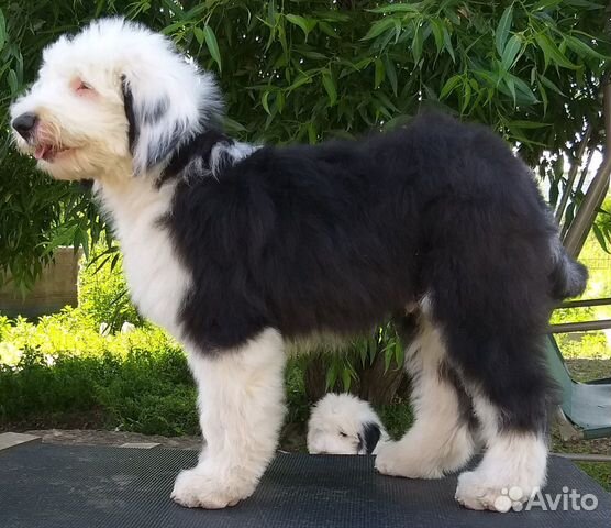 Бобтейл-щенки