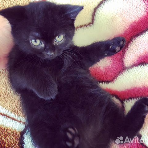 Шотландская чёрная малышка (скоттиш-страйт)